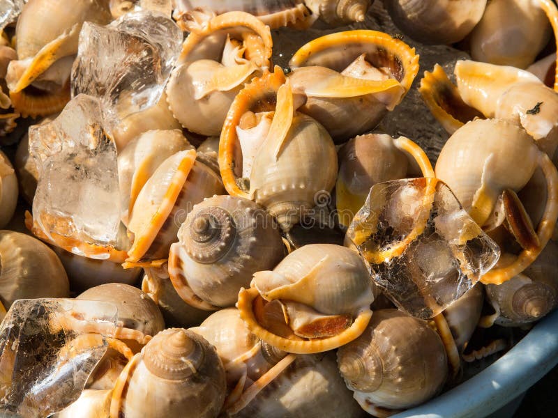 Mitili fotografia stock. Immagine di freschezza, cardi - 60773444