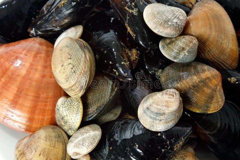 Mitili e molluschi immagine stock. Immagine di vari, pieno - 20430693