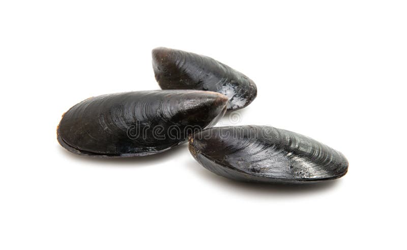 Mitili isolati fotografia stock. Immagine di coperture - 88698648