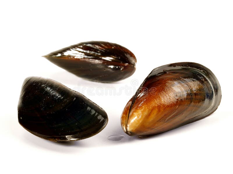 Mitilo Comune Crudo Su Bianco Fotografia Stock - Immagine di squisito ...