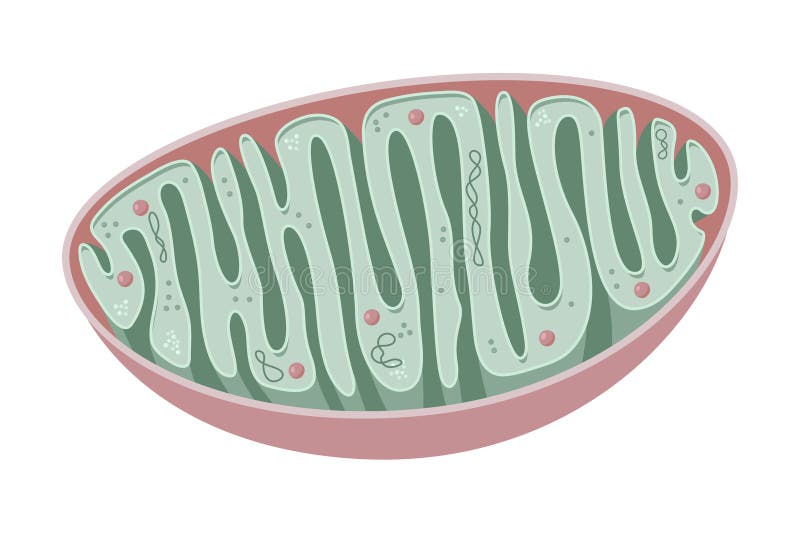 Vector Diagram of Mitochondria. Cross-section View. Medical ...