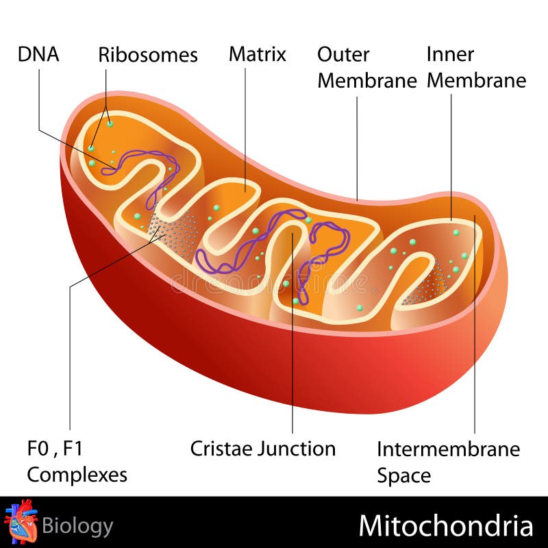 Mitocôndrias ilustração do vetor. Ilustração de nucleole - 31606337