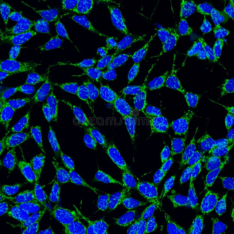 Mitochondria Labelled Diagram Stock Photos - Free & Royalty-Free Stock ...