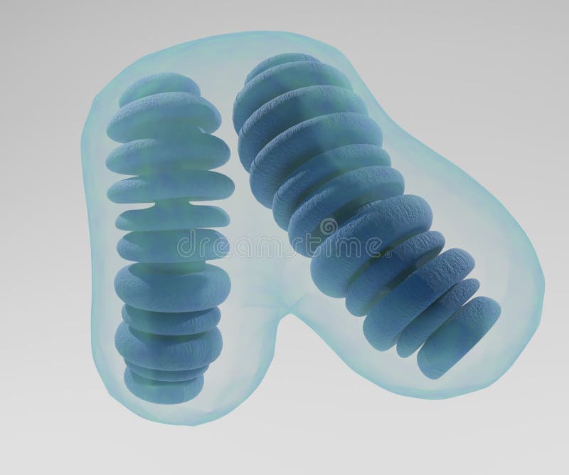 Mitochondria are in a Constant State of Fusion and Division Inside the ...