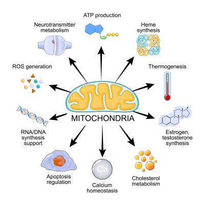 Mitochondria Stock Illustrations – 4,482 Mitochondria Stock ...