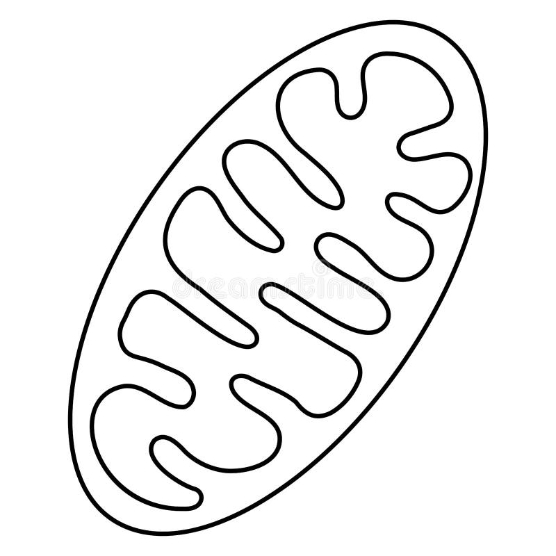 Mitochondria Modern Stock Illustrations – 18 Mitochondria Modern Stock ...