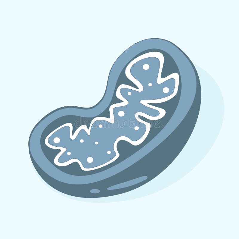 Mitochondria Vector Illustration Graphic, the Powerhouse of the Cell ...
