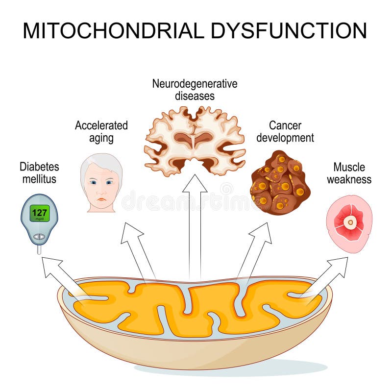 Mitochondrial dysfunction stock vector. Illustration of lifecycle ...