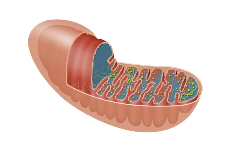 Mitochondria. 3D Illustration of a Mitochondria in the Cell Cytoplasm ...