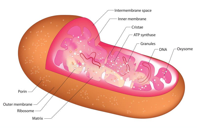 Mitochondrion illustration de vecteur. Illustration du graphisme ...