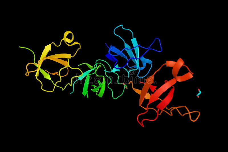 Mitogen-geactiveerd Kinase 2, Een Enzym Van Het Eiwitkinasekinase Dat ...
