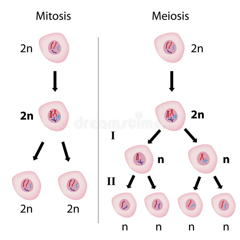 Mitose contre la méiose illustration de vecteur. Illustration du ...