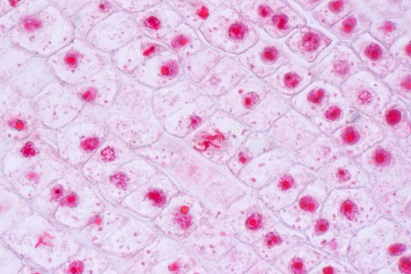 299 Apoptosis Cell Stock Photos - Free & Royalty-Free Stock Photos from ...