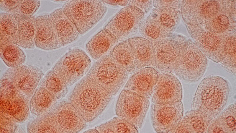 Mitosis Cell in the Root Tip of Onion Under a Microscope. Stock Photo ...