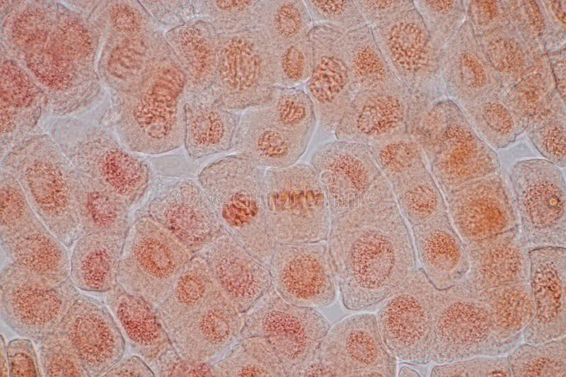 Mitosis Cell in the Root Tip of Onion Under a Microscope. Stock Photo ...
