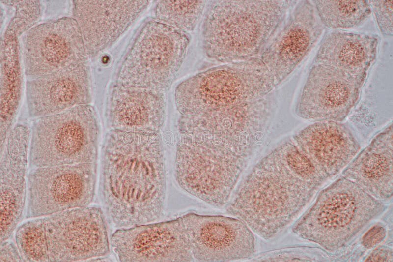 Mitosis Cell in the Root Tip of Onion Under a Microscope. Stock Image ...