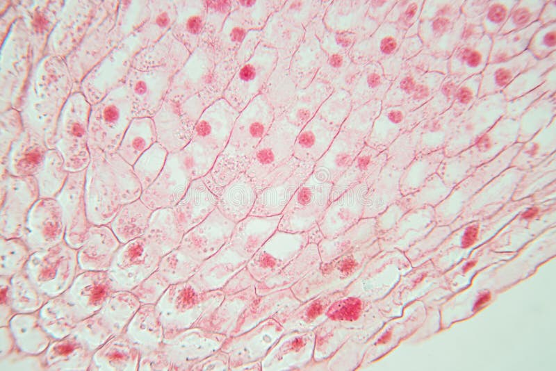 Mitosis Cell in the Root Tip of Onion Under a Microscope. Stock Photo ...