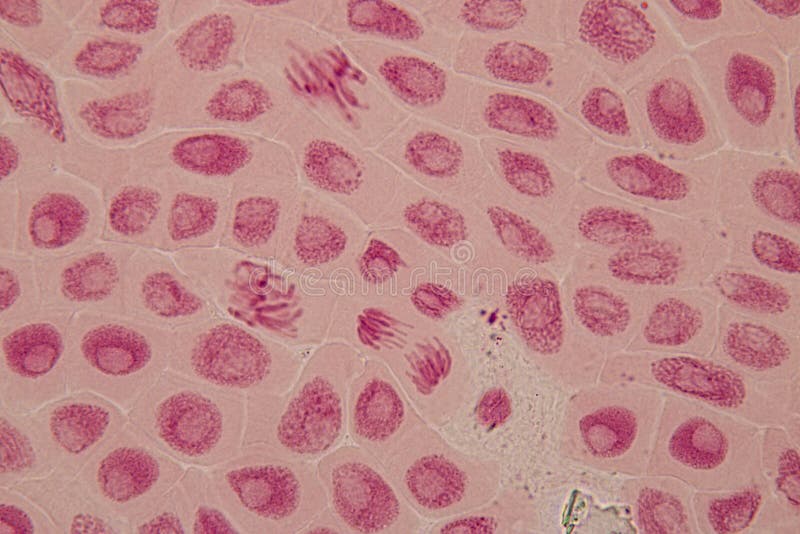 Mitosis Cell in the Root Tip of Onion Under a Microscope. Stock Photo ...