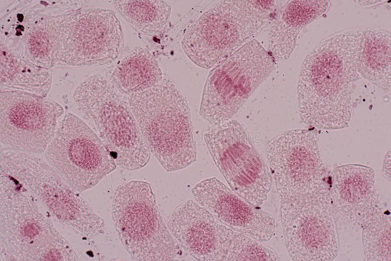 Cytokinesis Under Microscope