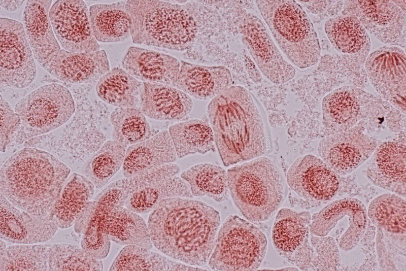 Mitosis Cell in the Root Tip of Onion Under a Microscope. Stock Photo ...