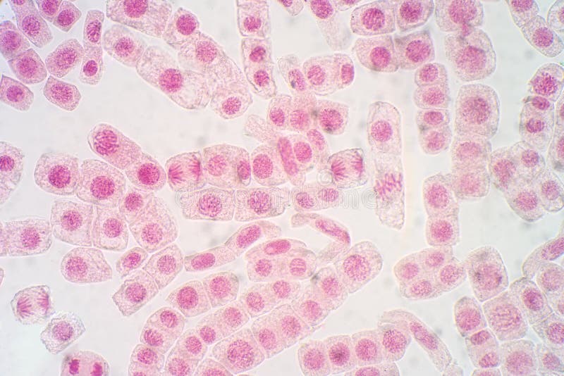 Mitosis Cell in the Root Tip Under the Microscope View Stock Photo ...