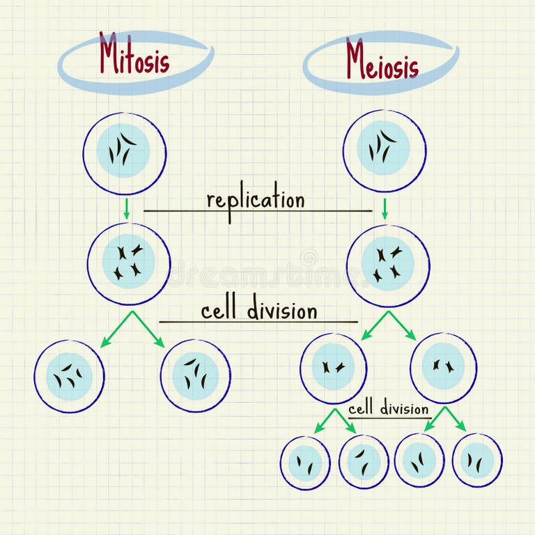Mitosis Stock Illustrations – 4,360 Mitosis Stock Illustrations ...