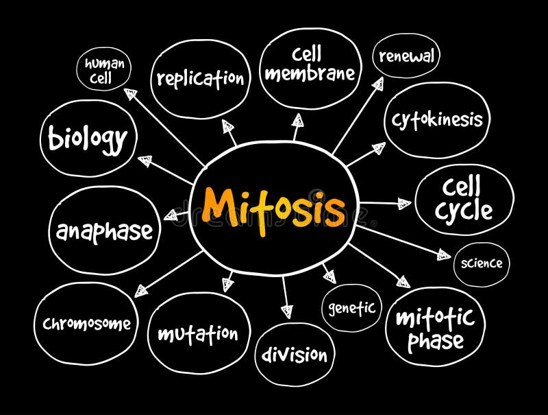 Mitosis Mind Map, Medical Concept for Presentations and Reports Stock Illustration ...