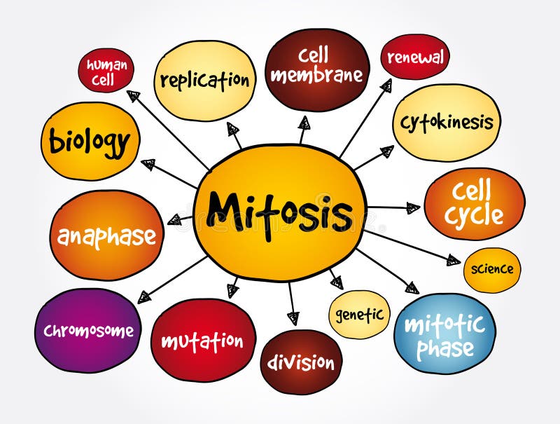 Mitosis Mind Map, Medical Concept for Presentations and Reports Stock Illustration ...