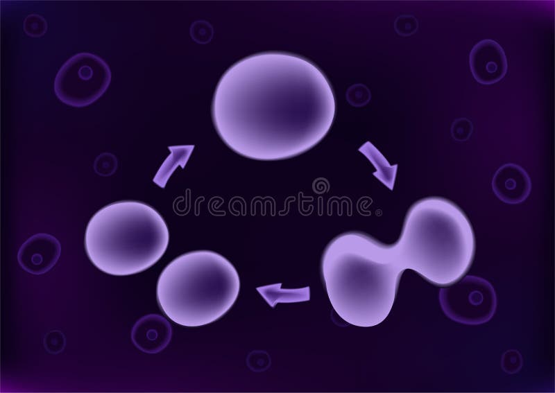 Multiplication and Cell Cycle Stock Illustration - Illustration of ...