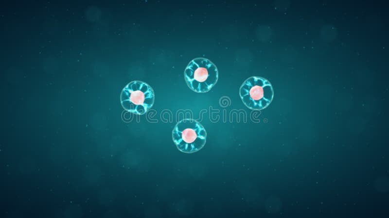 Mitosis, the Process of Cell Division and Multiplication. Medicine ...