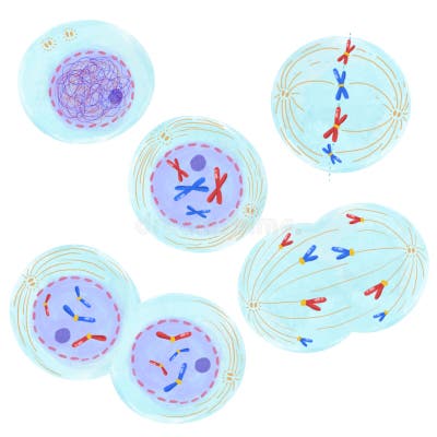 Mitosis, a Process of Cell Duplication Stock Illustration ...