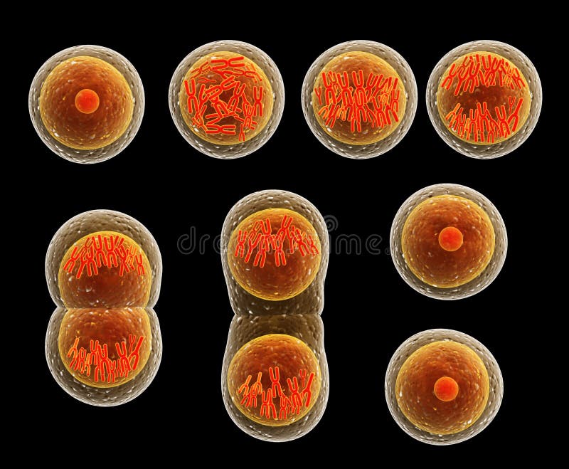 Process division of cell stock illustration. Illustration of physiology ...
