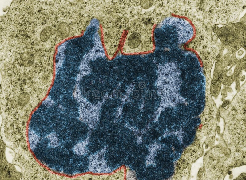 Mitosis. TEM stock image. Image of mitosis, microscope - 117240525