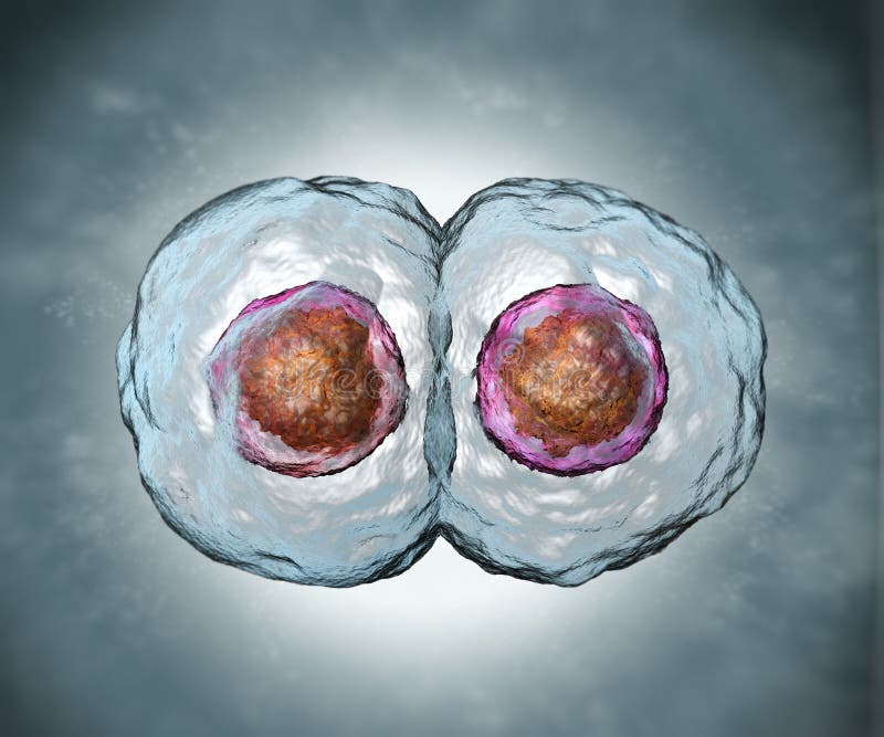 Mitosis. Stage two stock illustration. Illustration of division - 49552381