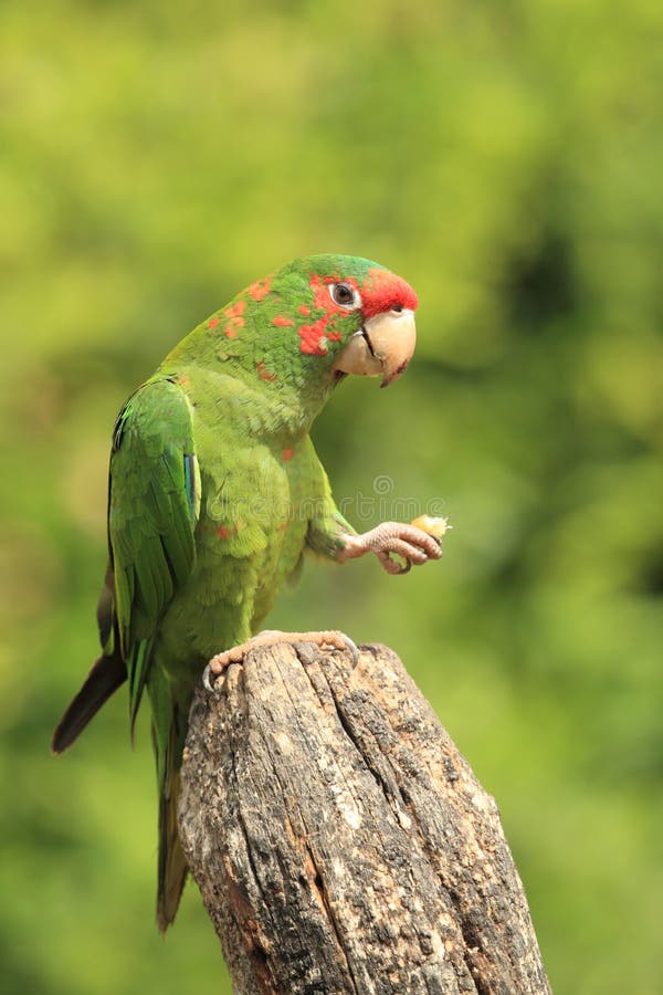 Mitred parakeet stock image. Image of green, post, conute - 44001015
