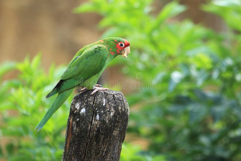 Mitred Parakeet (Psittacara Mitrata). Stock Photo - Image of america ...