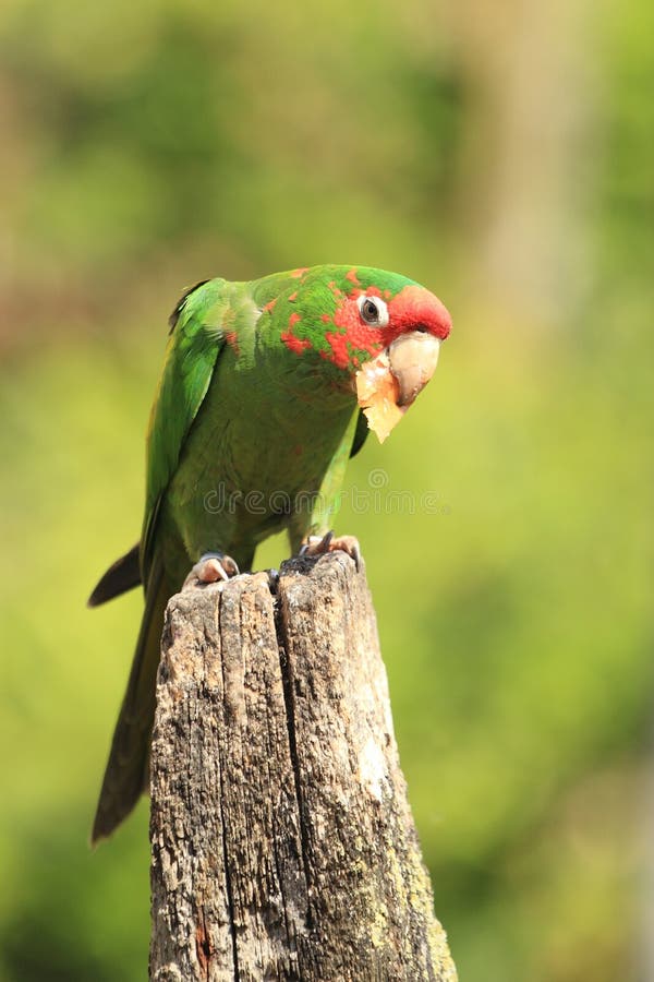 Mitred parakeet stock photo. Image of parakeet, post - 42717128