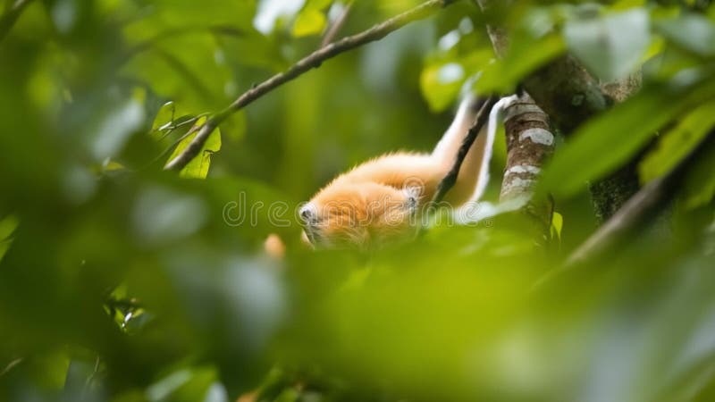 Mittermeier S Ta Marin Monkey Exploring Rainforest Canopy Stock Video ...