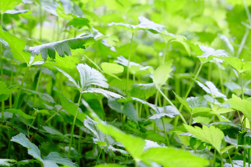 Mitsuba with Fresh Cultivation. Stock Image - Image of izumo ...