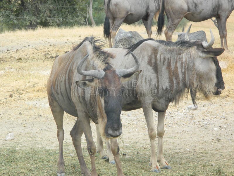 Miu foto de archivo. Imagen de animal, salvaje, cubo - 96070748