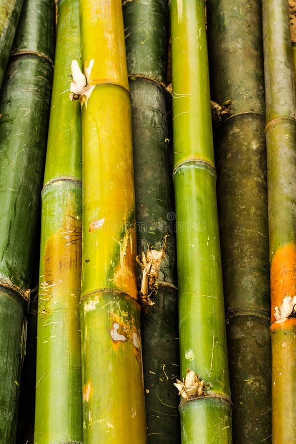 Mix bamboo stock image. Image of bind, line, forest, fence - 27136763