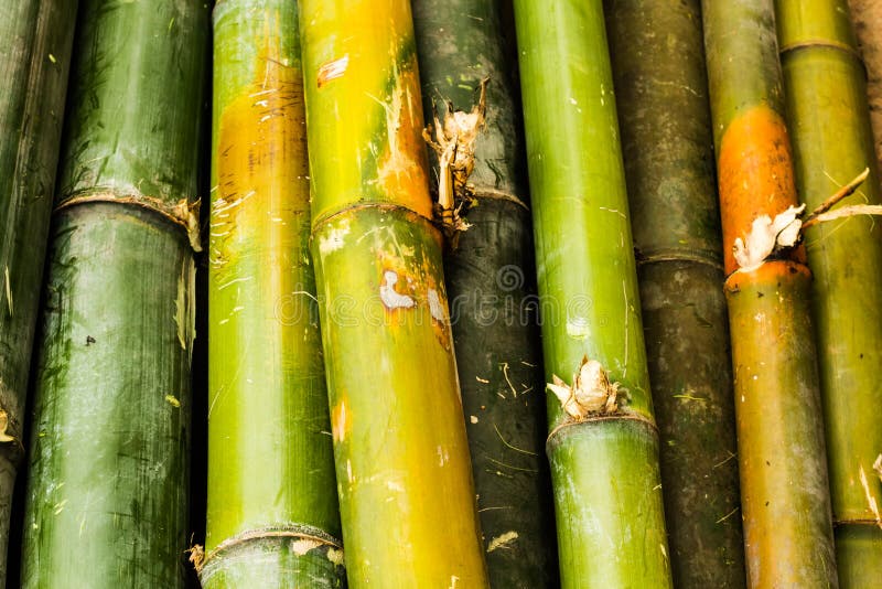Mix bamboo stock photo. Image of decor, jungle, background - 27136880