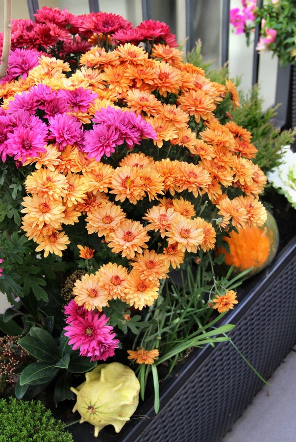 Mix of Beautiful Fall Terrace Flowers Stock Photo - Image of arbor ...