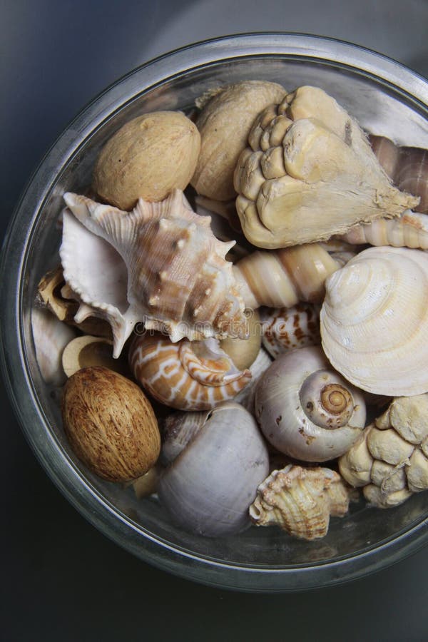 Beautiful Shells and White Snow Sparkle in the Sun Stock Photo - Image ...