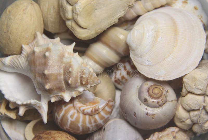 Mix of Big Beautiful Shells Stock Photo - Image of vase, collection ...