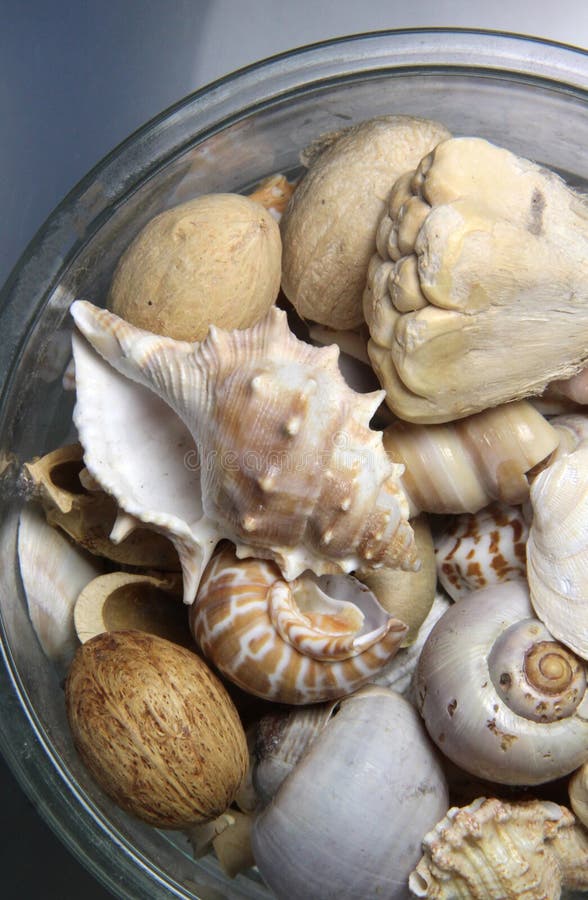 Mix of Big Beautiful Shells Stock Image - Image of shape, daacopy ...