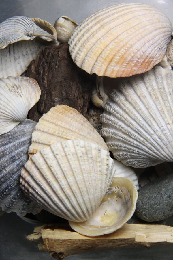 Beautiful Shells and White Snow Sparkle in the Sun Stock Photo - Image ...