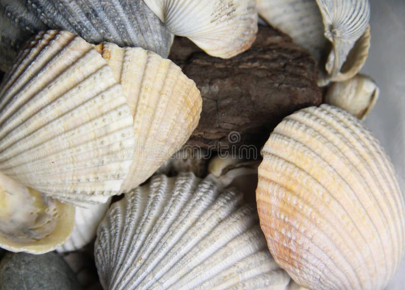 Beautiful Shells and White Snow Sparkle in the Sun Stock Photo - Image ...