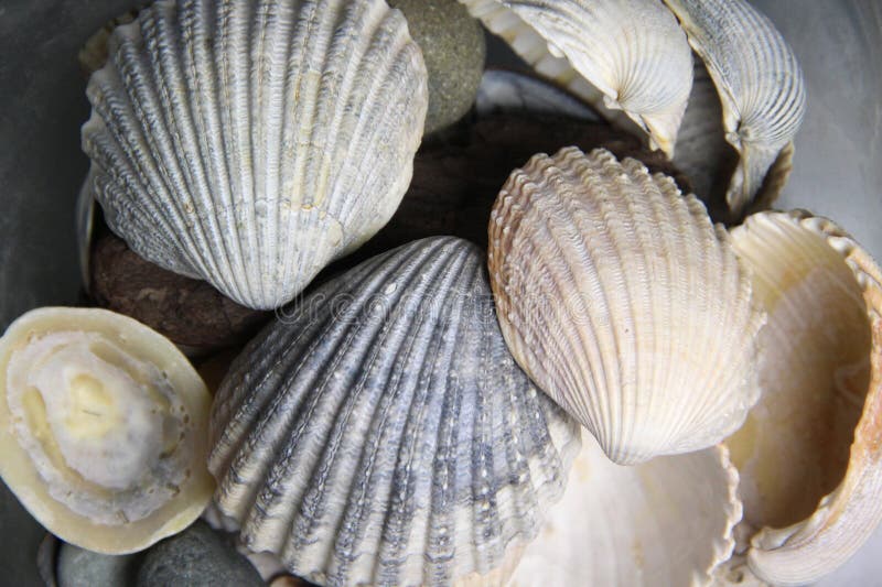 Beautiful Shells and White Snow Sparkle in the Sun Stock Photo - Image ...