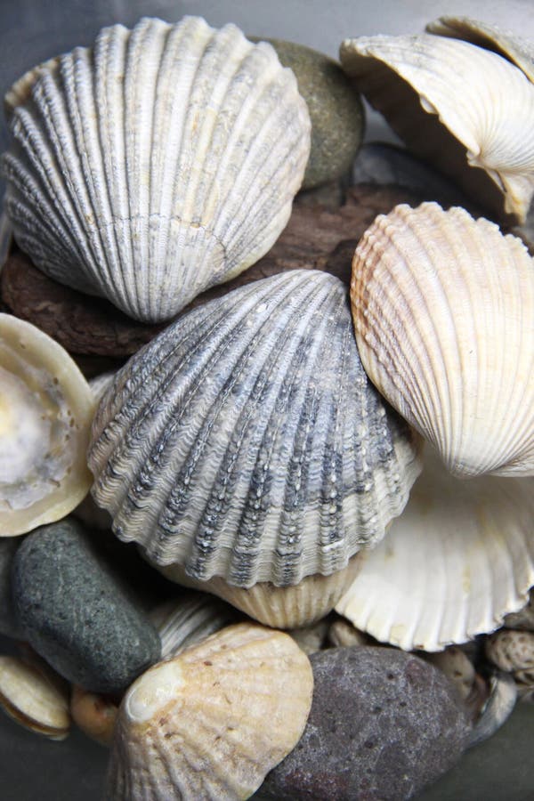 Mix of Big Beautiful Shells Stock Image - Image of marine, home: 278800645